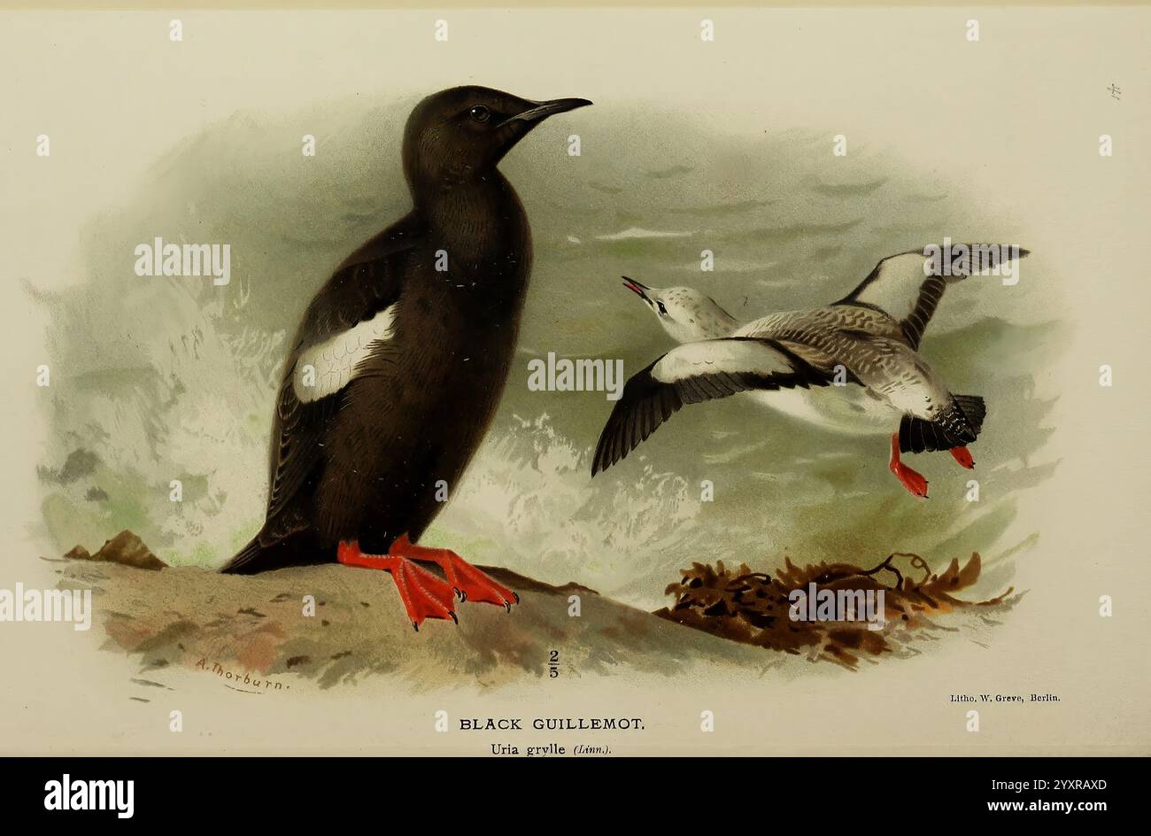 Grounded bird features hi-res stock photography and images - Alamy