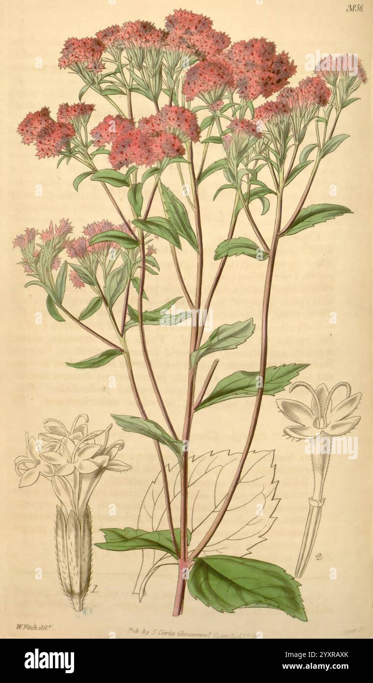 Primary bloom features elongated hi-res stock photography and images ...