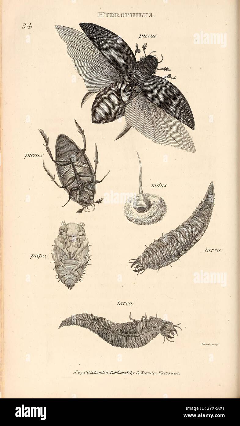 Two larval forms hi-res stock photography and images - Alamy