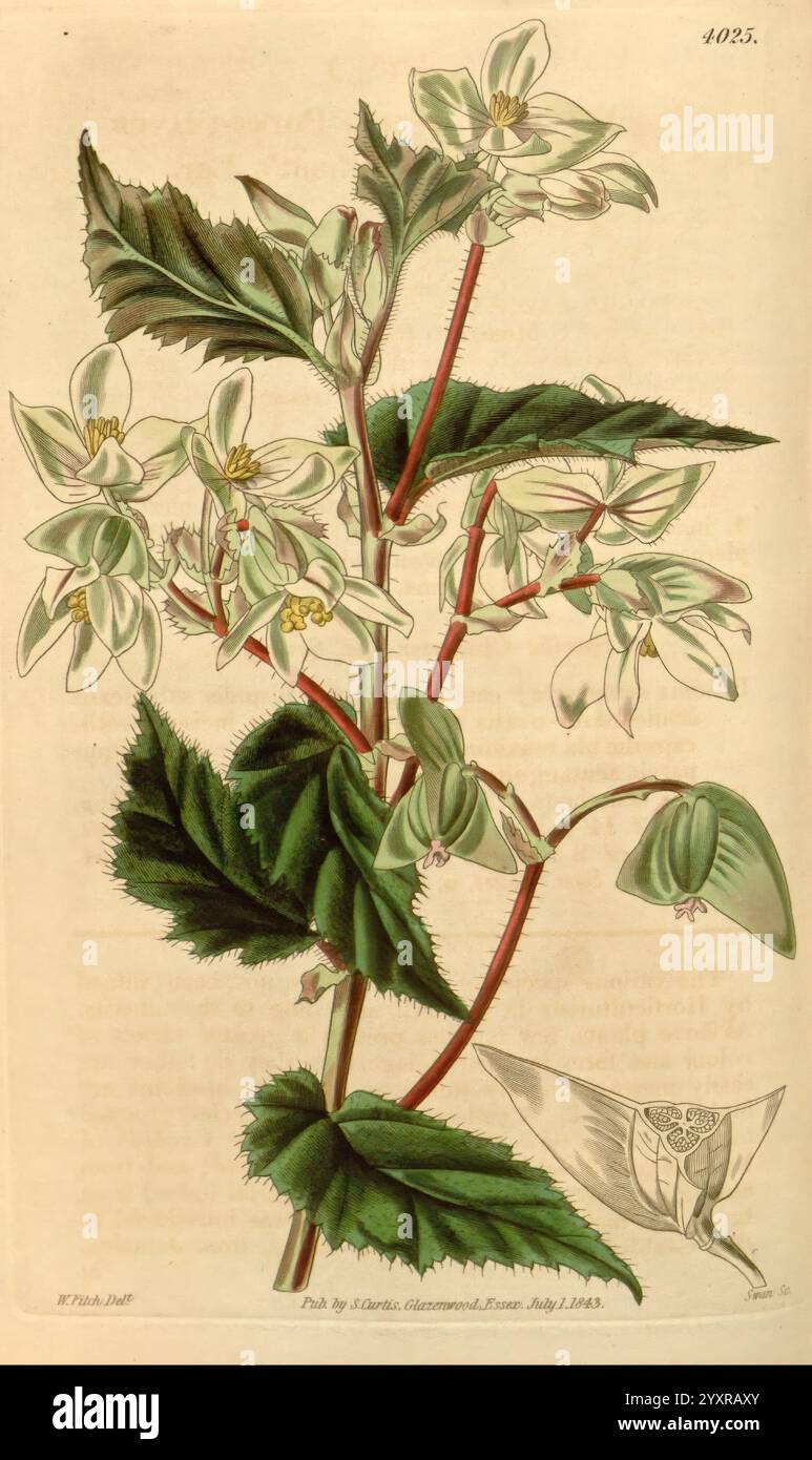 Textured plant life enhance hi-res stock photography and images - Alamy