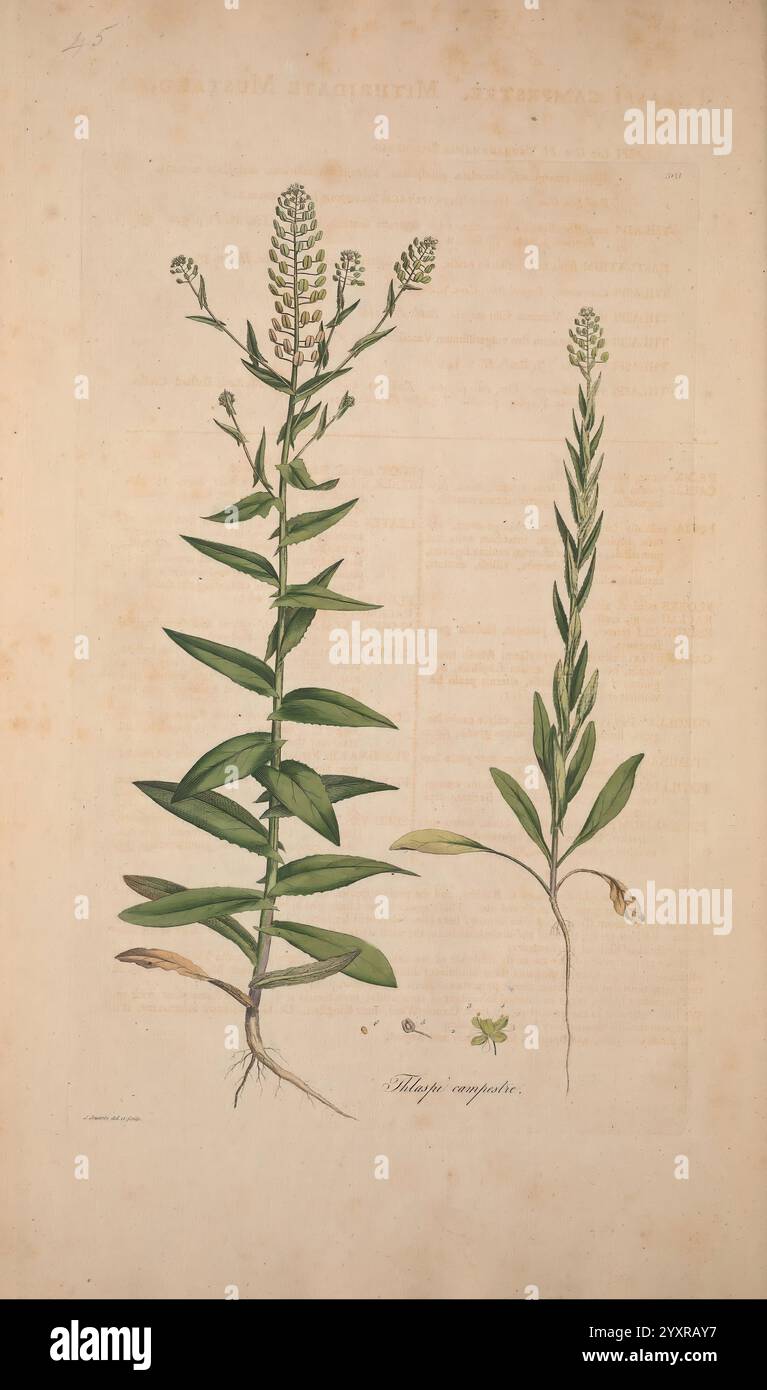 Second plant showcases hi-res stock photography and images - Alamy