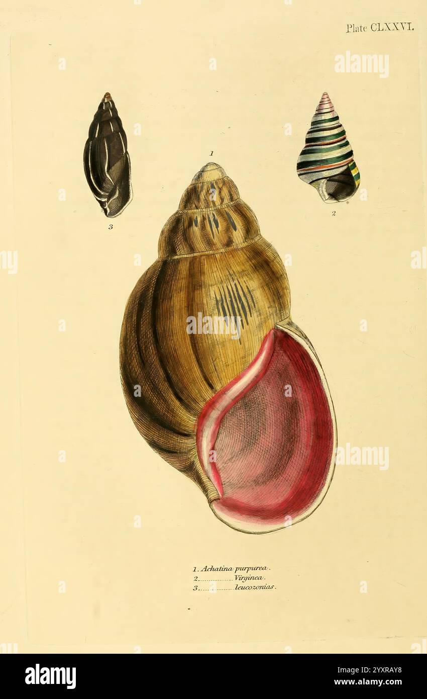 Open aperture revealing hi-res stock photography and images - Alamy