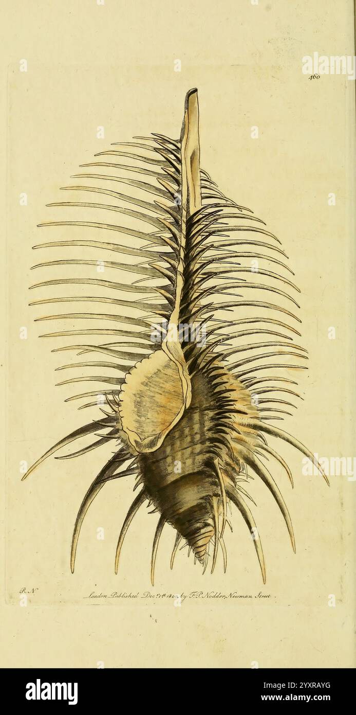 Descriptions and illustrations of mollusks, mollusks, pictorial works ...
