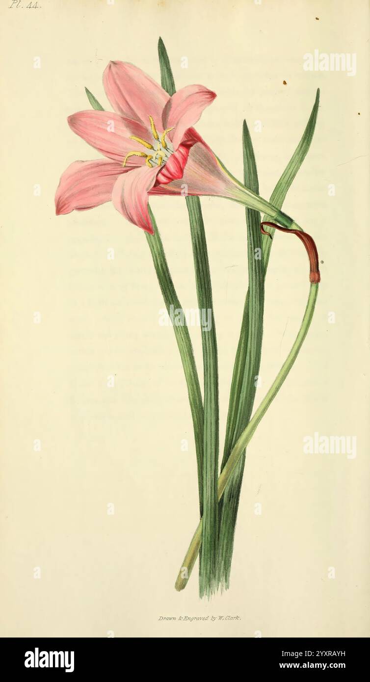 Elongated petals gracefully blooms hi-res stock photography and images ...