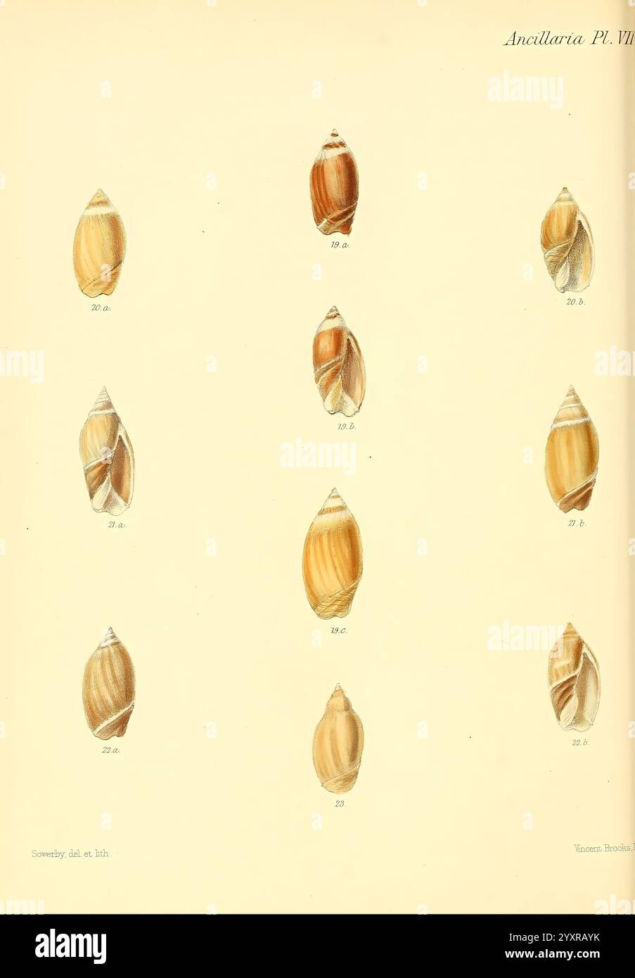 Conchologia Iconica, or Illustrations of the Shells of Molluscous ...