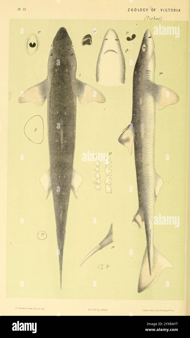 Understanding different shark species hi-res stock photography and ...