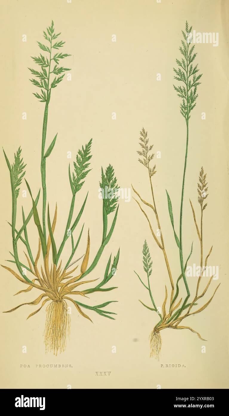 A natural history of British grasses, London, Groombridge, 1858, Great ...