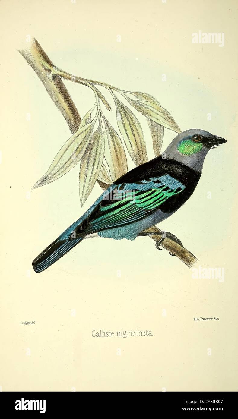 A monograph of the birds forming the tanagrine genus Calliste, London ...