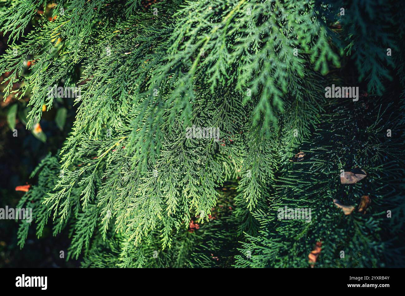 Evergreen conifer tree thuja with decorative needles. Green branches of ...