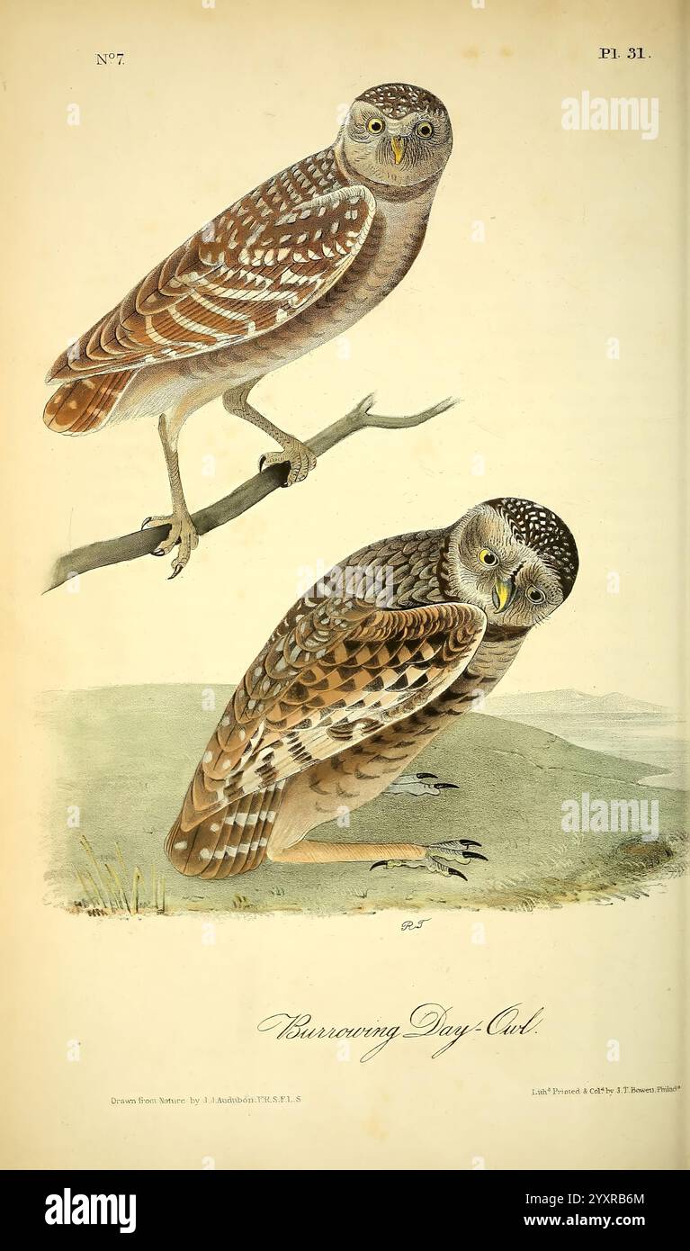 The birds of America, New York, J.B. Chevalier, 1840-1844, birds, owl ...