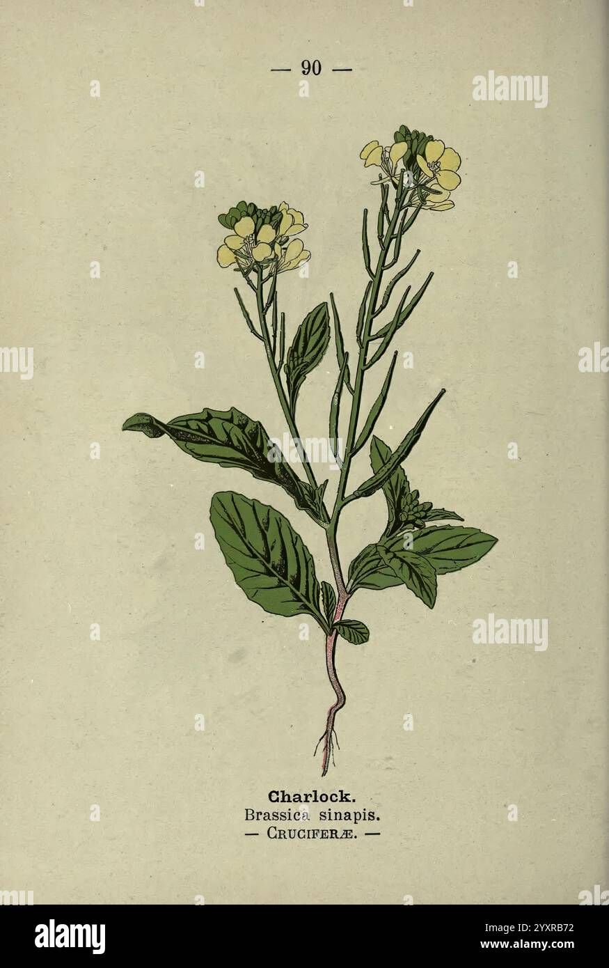 Wayside and Woodland Blossoms, London, F. Warne, 1895, Great Britain ...