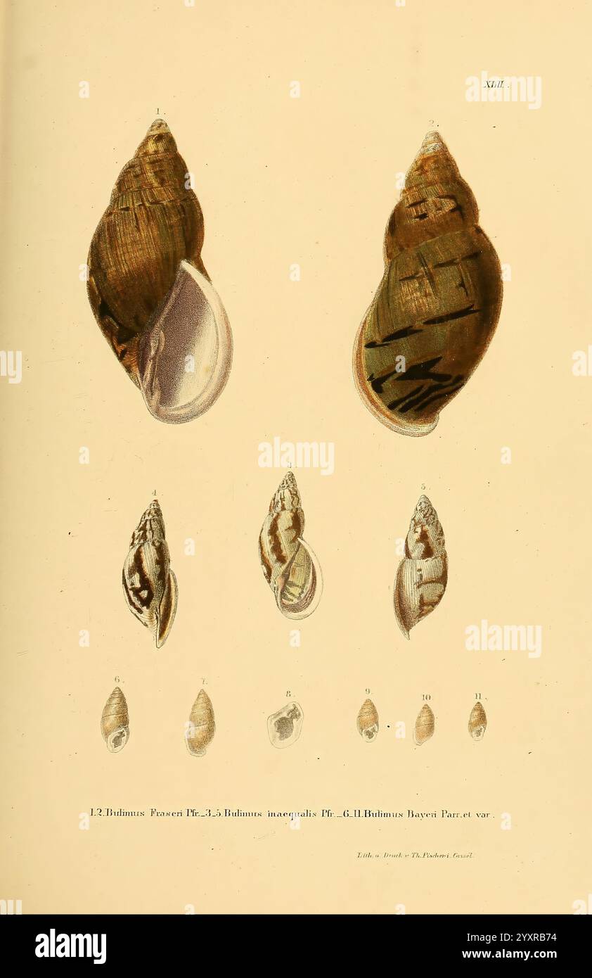 Middle section features additional shells hi-res stock photography and ...