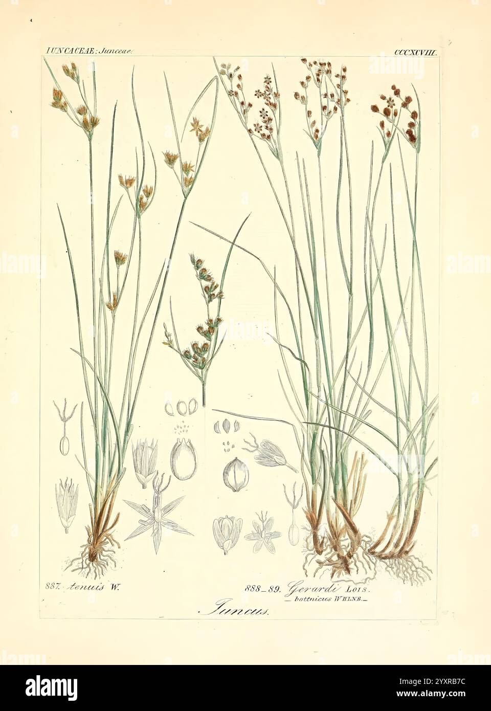 Prominent vertical stems hi-res stock photography and images - Alamy