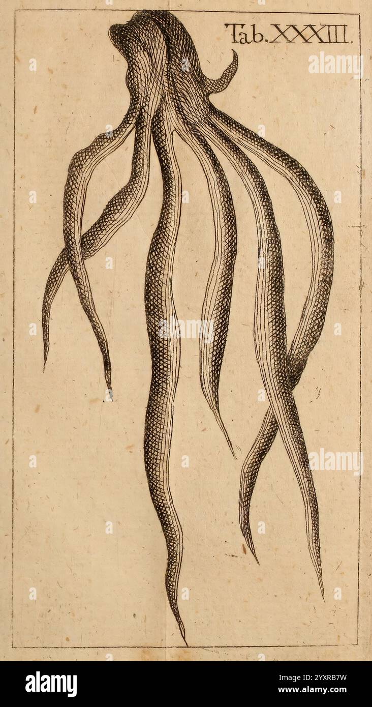 Mycology catalog hi-res stock photography and images - Alamy