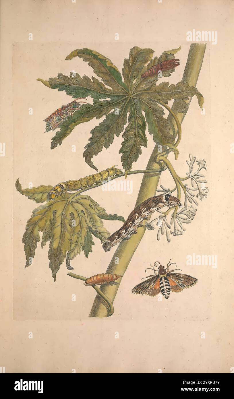 Maria Sybilla Merian, Over de voortteeling en wonderbaerlyke ...