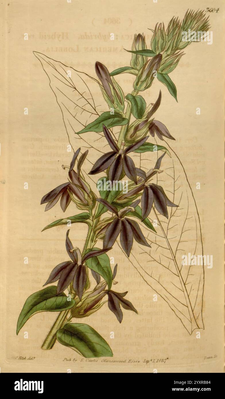 Lance shaped leaves prominently hi-res stock photography and images - Alamy