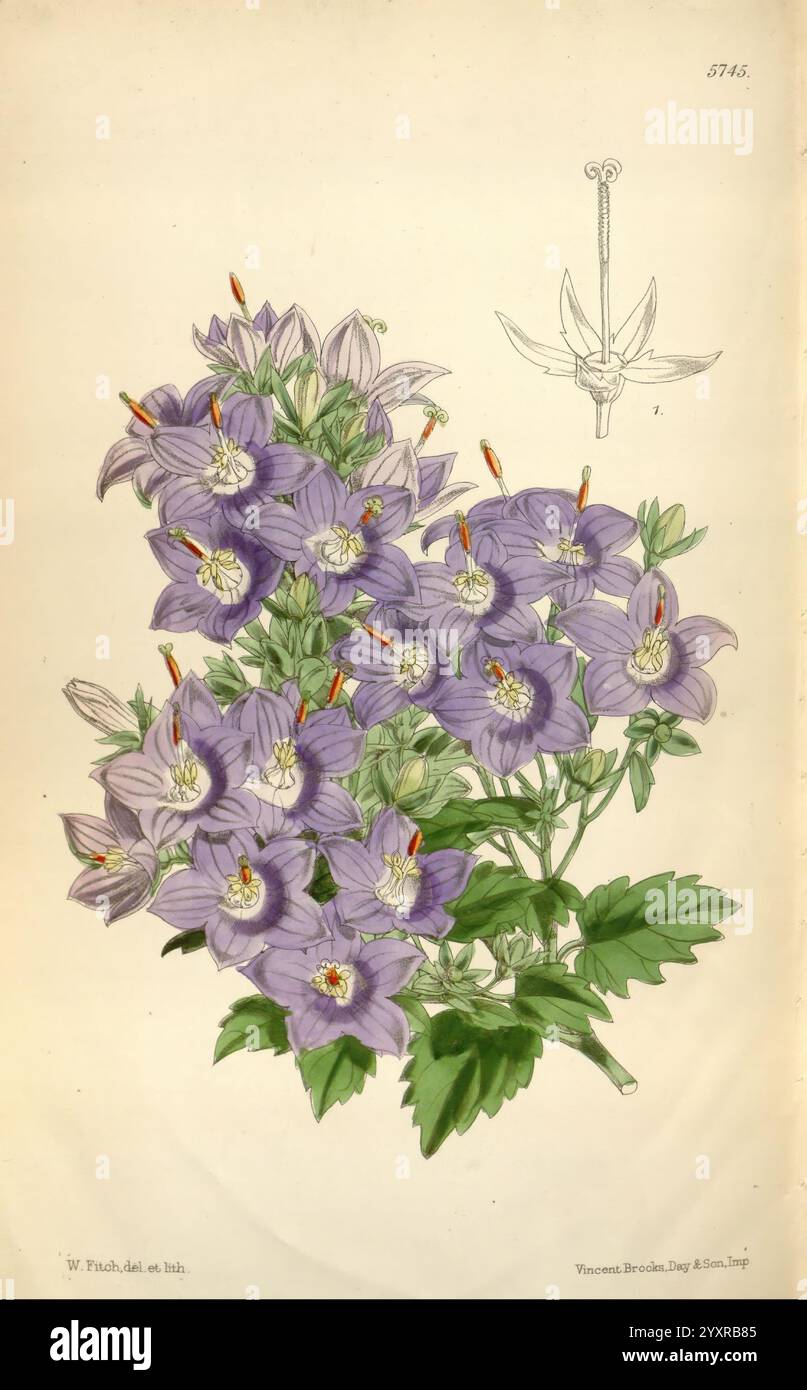 Curtis's Botanical Magazine London, New York Botanical Illustration ...