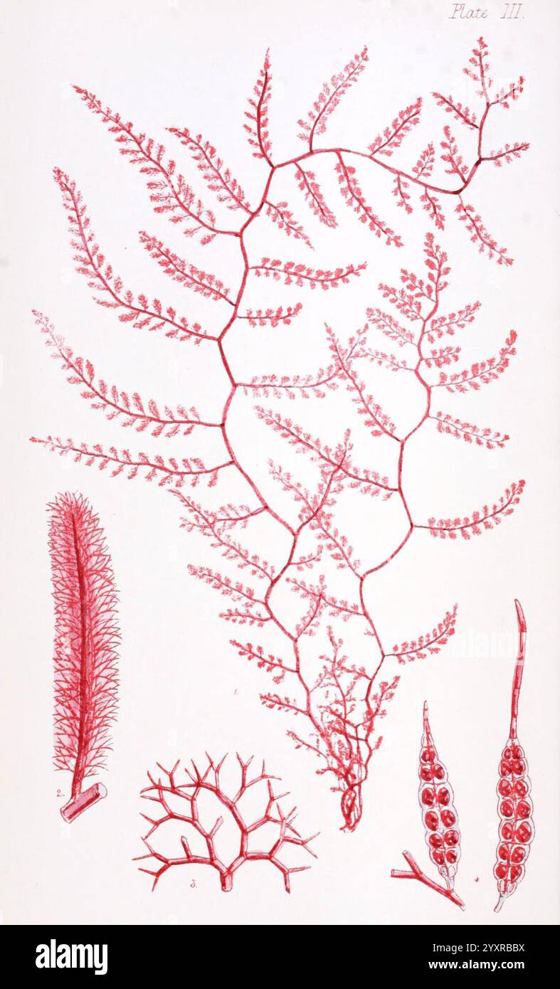 Dasya hi-res stock photography and images - Alamy