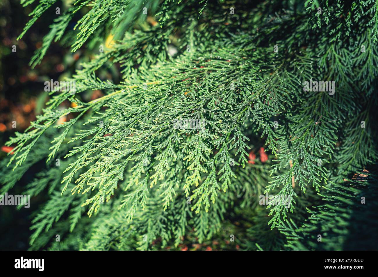 Thuja. Evergreen coniferous tree with decorative branches. Green ...
