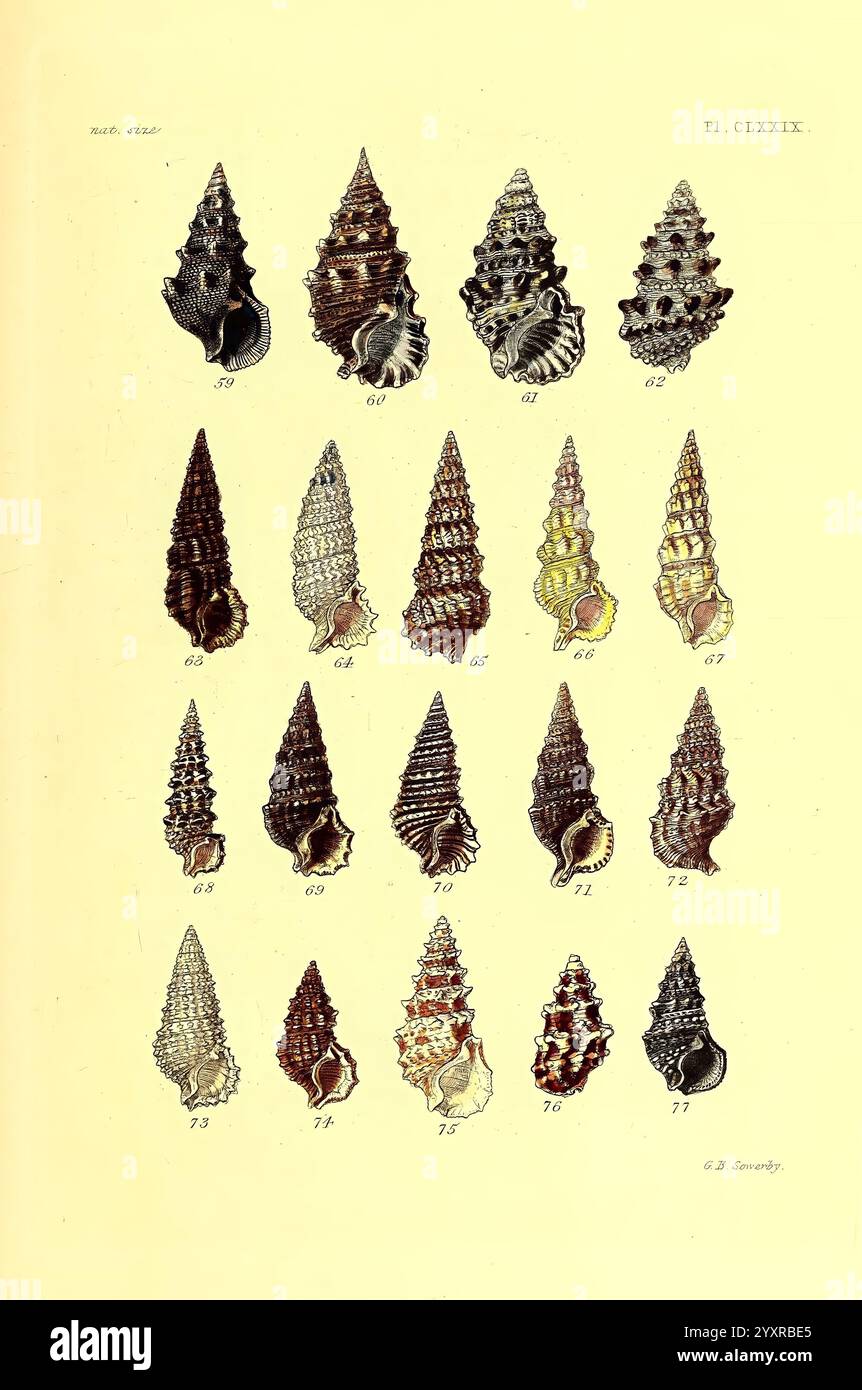 Shell showcases unique shapes hi-res stock photography and images - Alamy