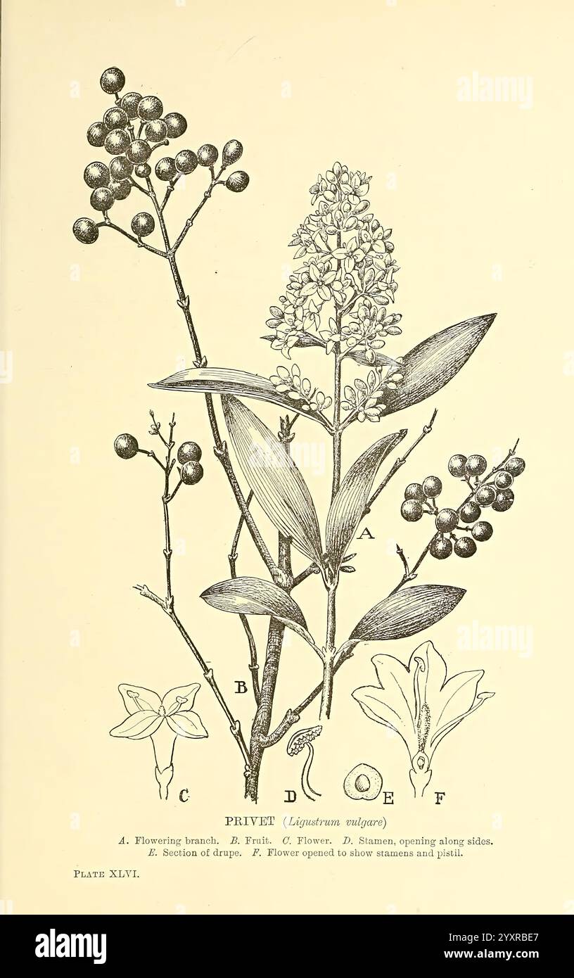 Trees and shrubs of the British Isles, London, Dent, 1909, botany ...
