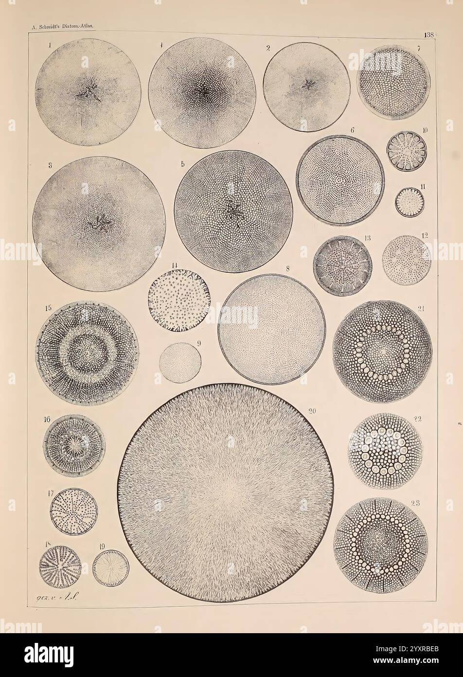 Radial formations hi-res stock photography and images - Alamy