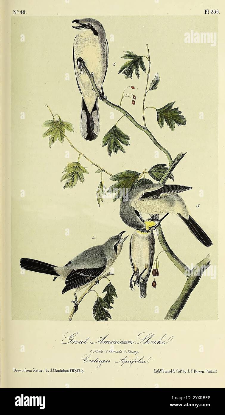 Characteristic stout bodies hi-res stock photography and images - Alamy