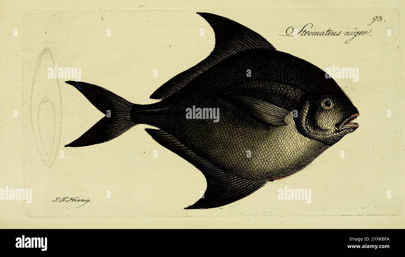 Textured outline enhances hi-res stock photography and images - Alamy