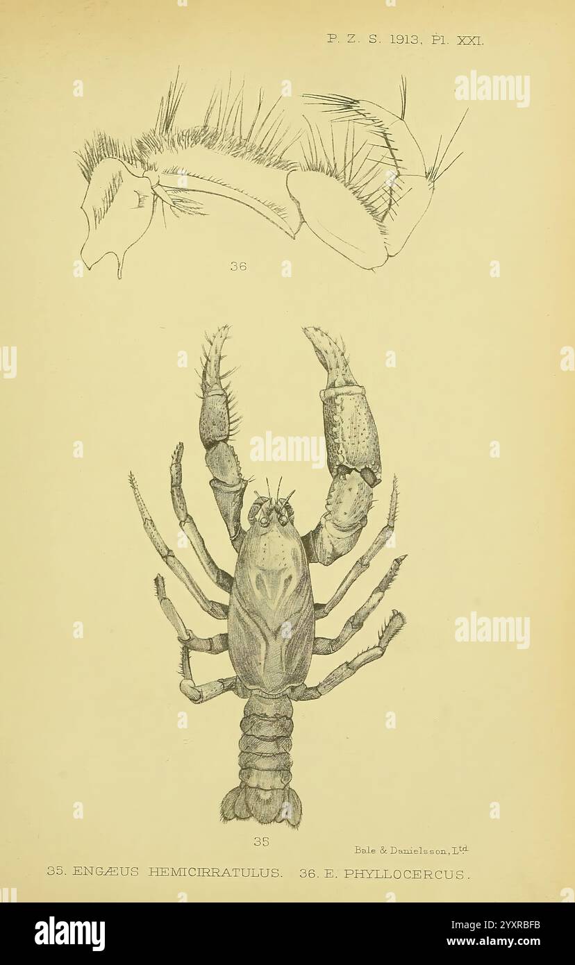 Proceedings of the Zoological Society of London London Academic Press ...