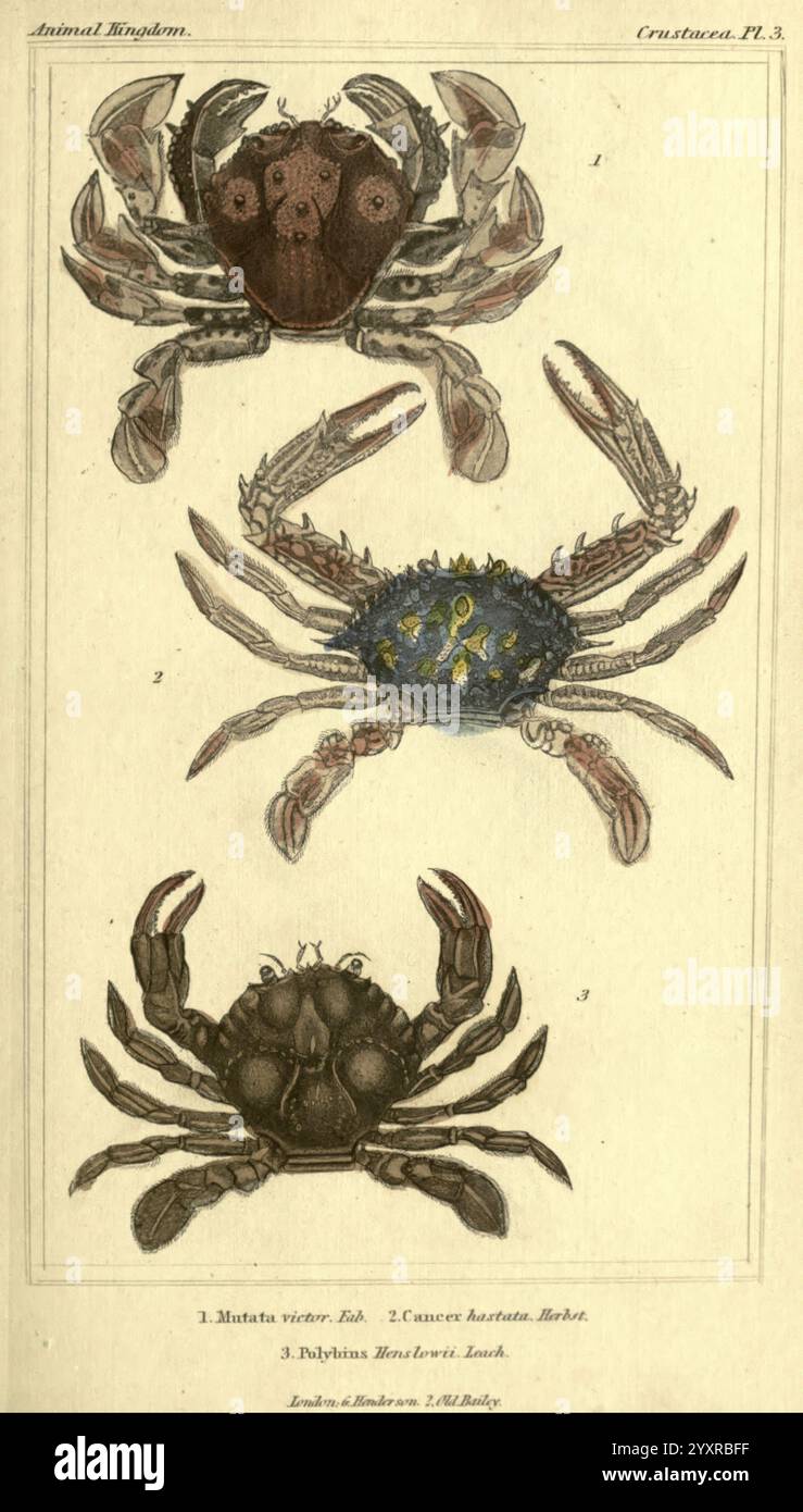 Maja viger hi-res stock photography and images - Alamy