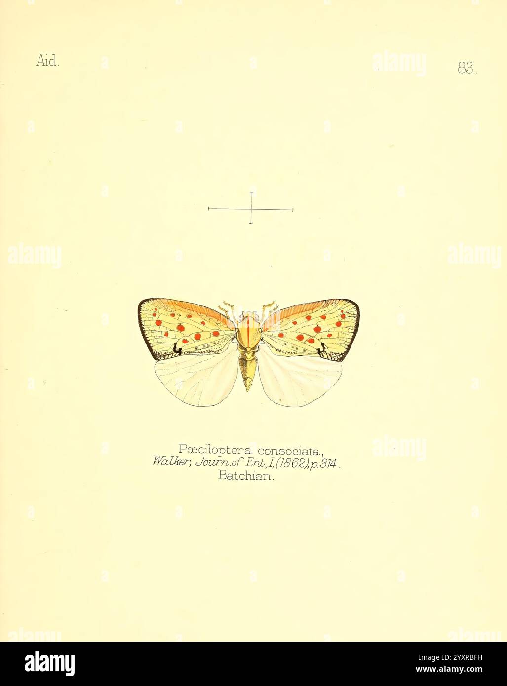 Moth features distinctive forewings hi-res stock photography and images ...