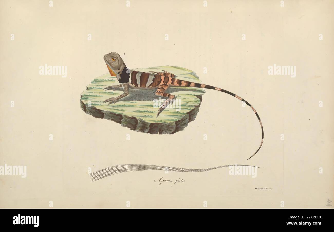 Enyalius pictus agama hi-res stock photography and images - Alamy