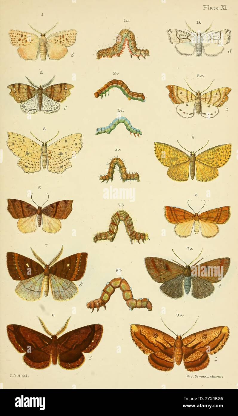 Diverse coloration patterns hi-res stock photography and images - Alamy