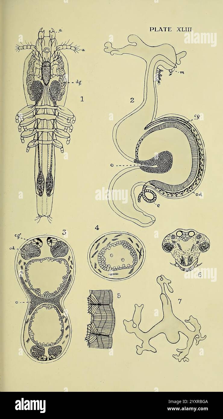 The British Parasitic Copepoda London Printed for the Ray Society 1913 ...