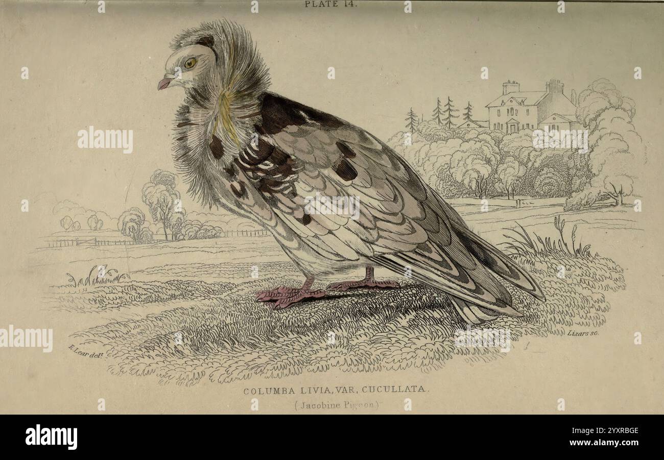 Columbian dove hi-res stock photography and images - Alamy