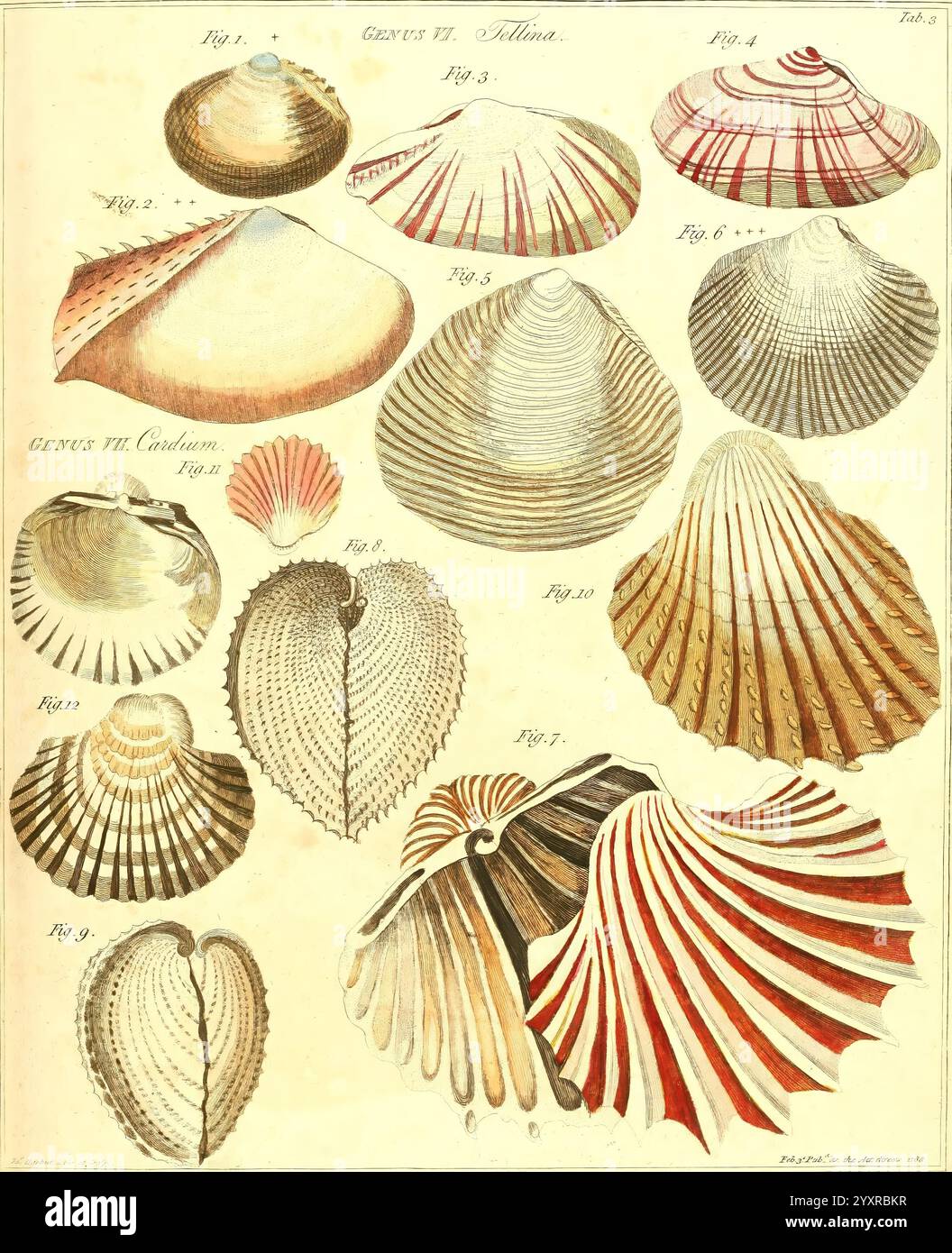 Gari fervensis hi-res stock photography and images - Alamy