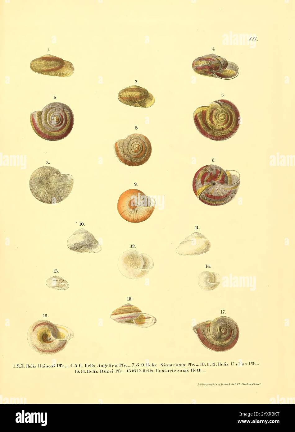 Number labels suggest hi-res stock photography and images - Alamy