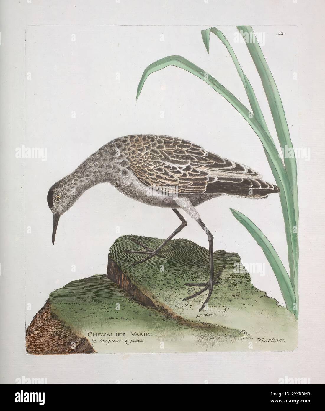 Ornithologie Paris The Artist 1773-1792 birds pictorial works, A ...