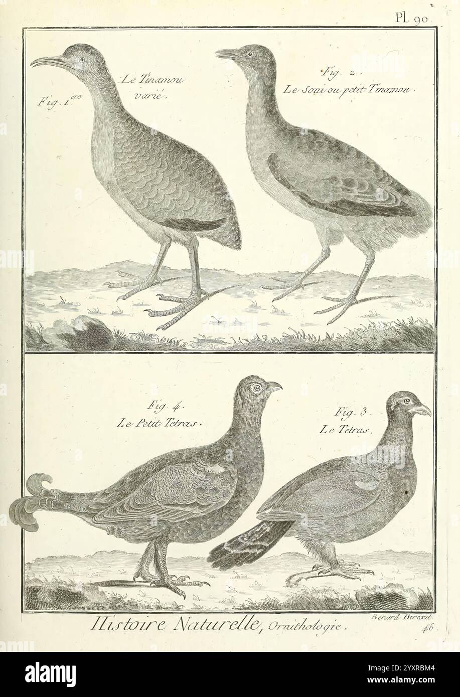 Row showcases distinct species identified hi-res stock photography and ...