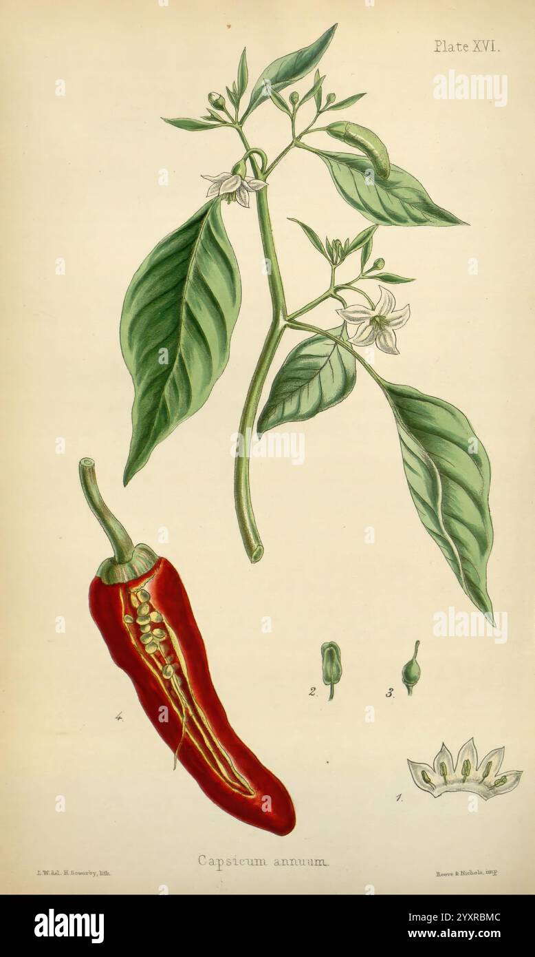 The Flora Homoeopathica London Leath & Ross 1852-1853 Botany Homeopathy ...