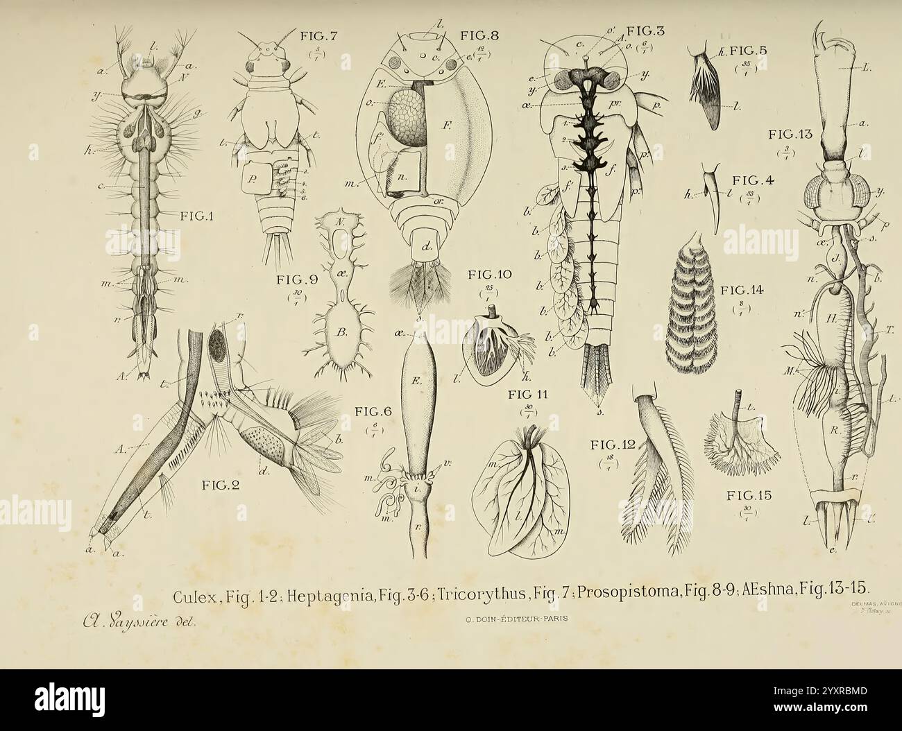 Atlas d'anatomie comparée des invertébrés, Paris, Doin, 1890, anatomy ...