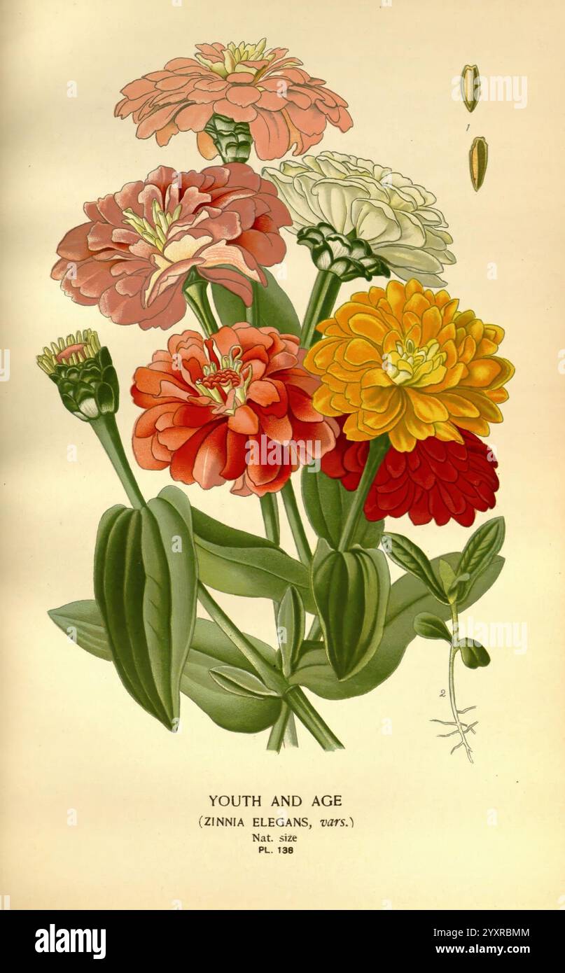 Favourite flowers of garden and greenhouse, London and New York ...