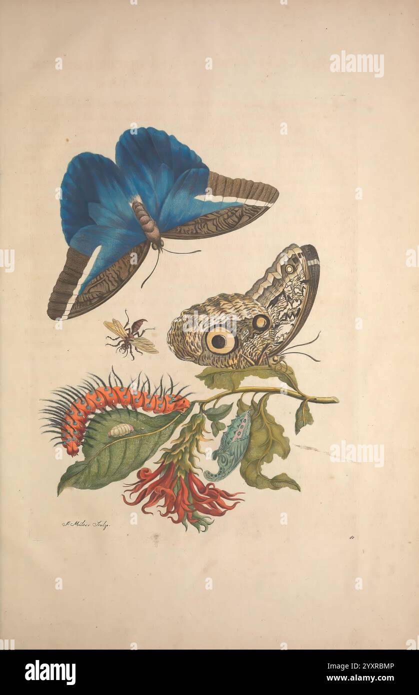 Pictorial works suriname women hi-res stock photography and images - Alamy