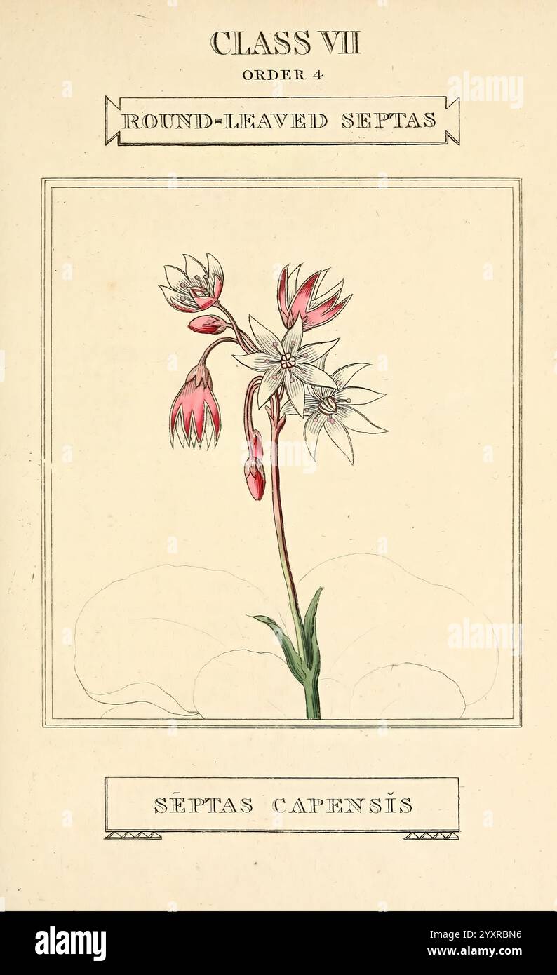 Elements of the Science of Botany, London, Printed by T. Bensley for J ...