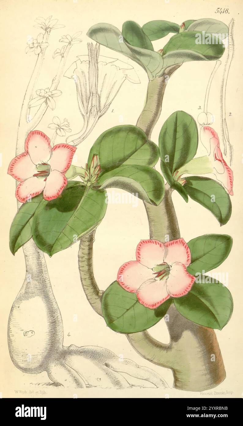 Petal edges highlighted hi-res stock photography and images - Alamy