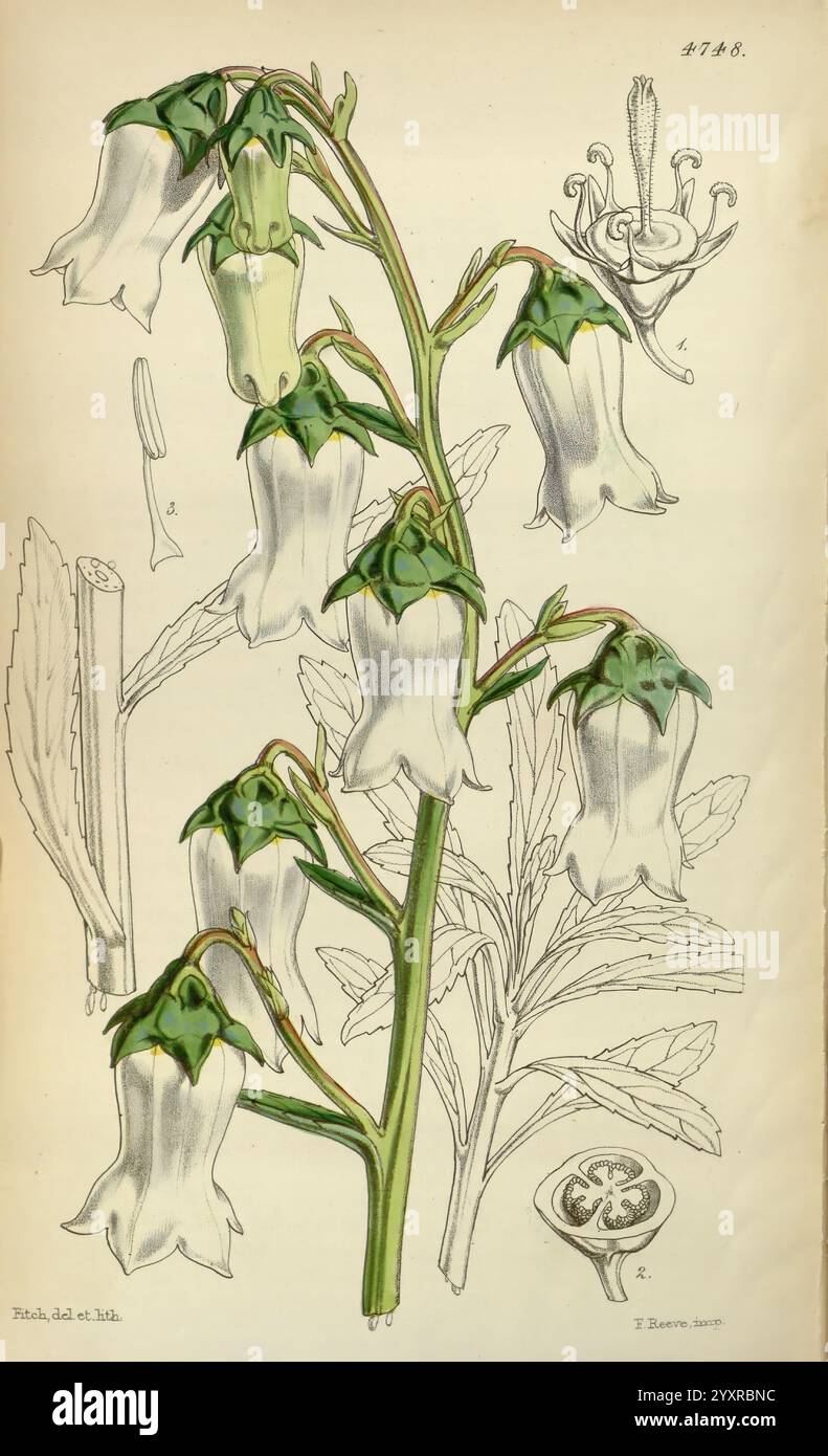 Curtis's Botanical Magazine, London, New York, Botanical Illustration ...
