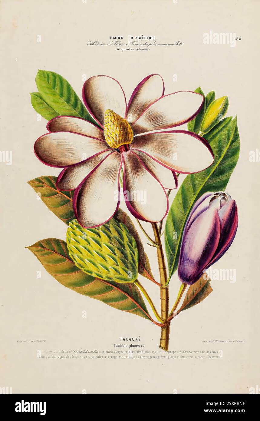 Flore d'Amérique, Paris, Gihaut 1843-1846, America, pictorial works ...