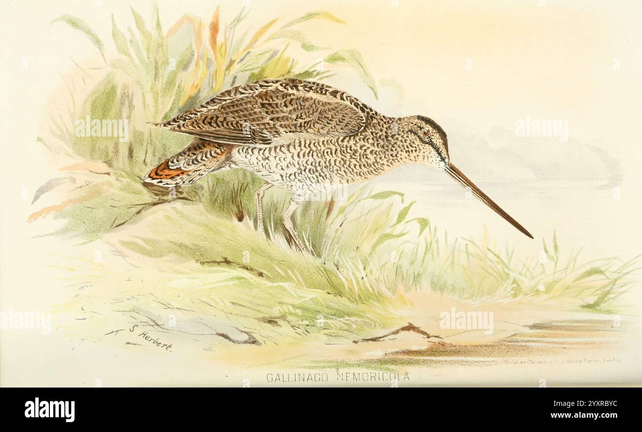 Indian sporting birds london francis edwards 1915 birds game hi-res ...