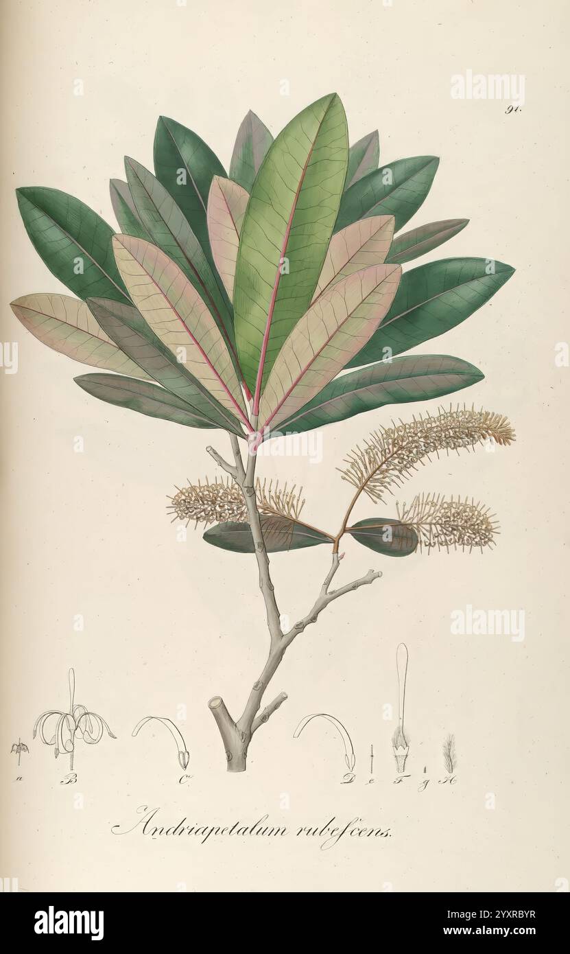 Andira inermis plant hi-res stock photography and images - Alamy