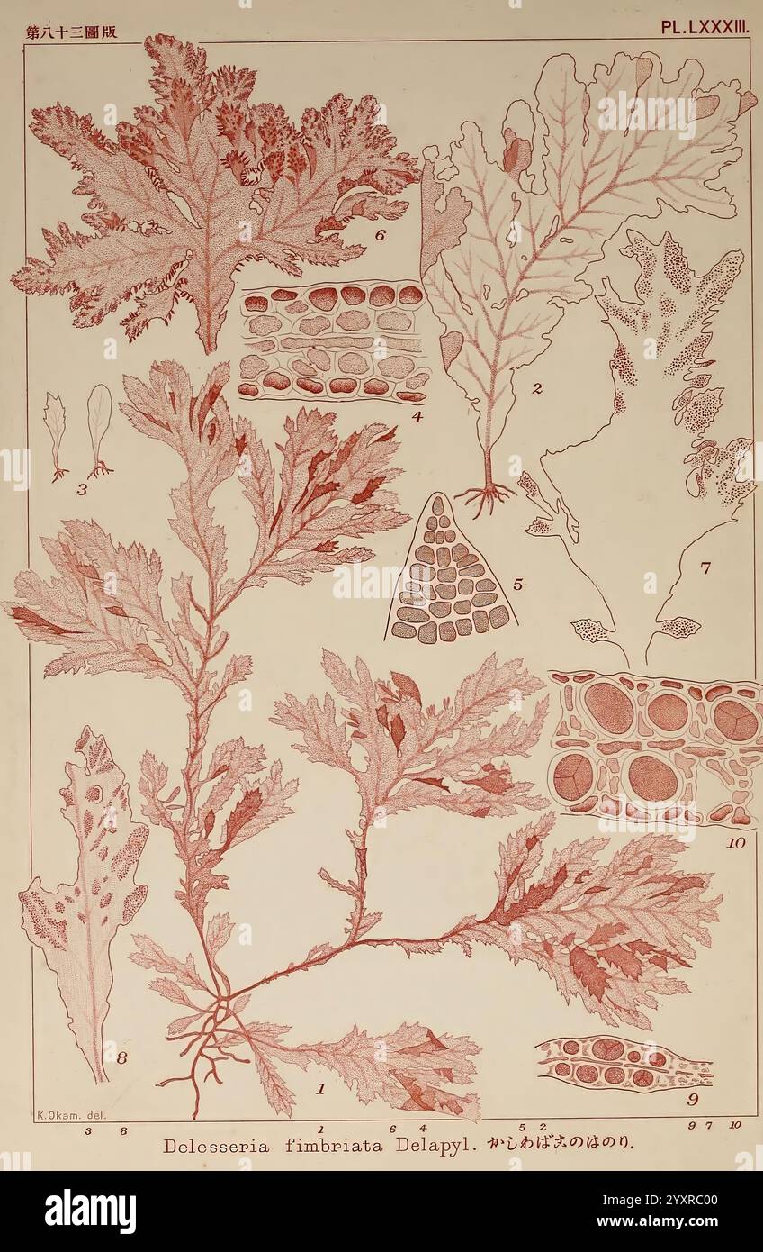 Icons of Japanese Algae, v.2, Tokyo, Kazama Shobo 1907-1942, algae ...